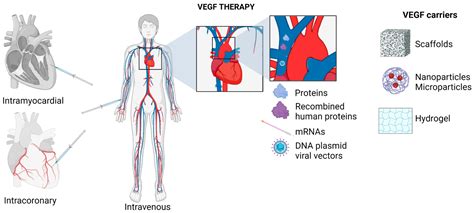 Biomedicines Free Full Text Vascular Endothelial Growth Factor