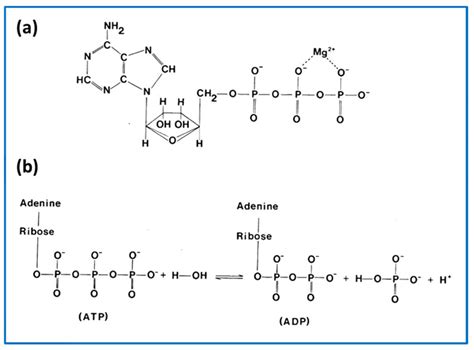 Adp Molecule Labeled