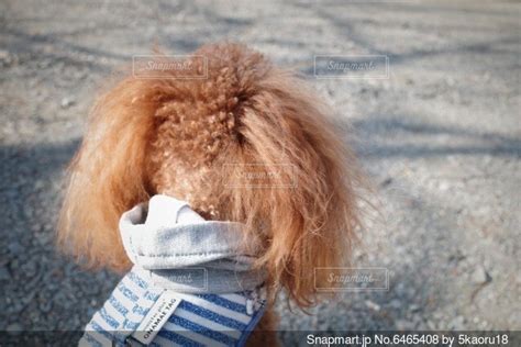 衣装を着た犬の写真・画像素材 6465408 Snapmart（スナップマート）