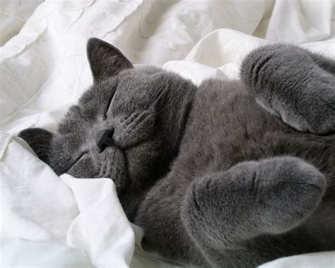 Banco De Imagenes Gratuitas Fotos De Gatitos Muy Tiernos Iii 12