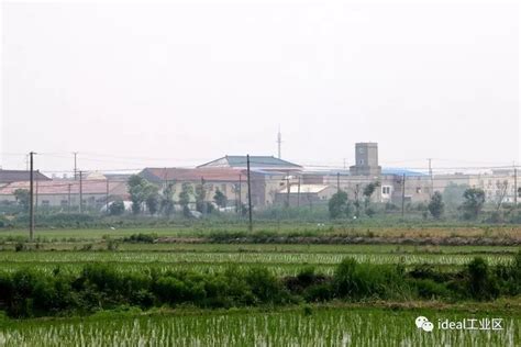 芒种无闲时老底子的嘉定人是这样种水稻的