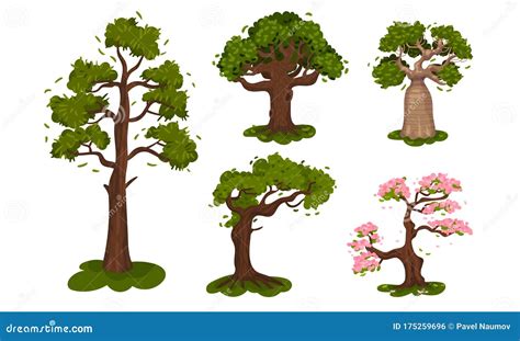 Deciduous Trees With Exuberant Tree Crown Vector Set Cartoondealer