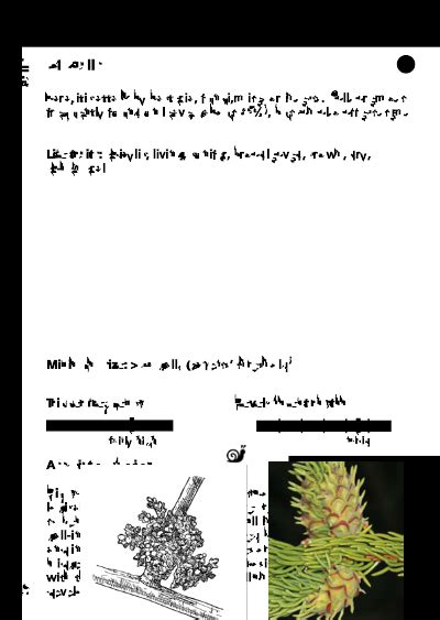 Field Guide To Tree Related Microhabitats