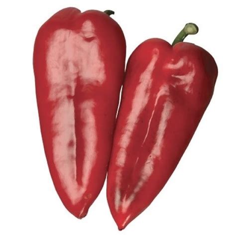 Пипер Амфора Amfora