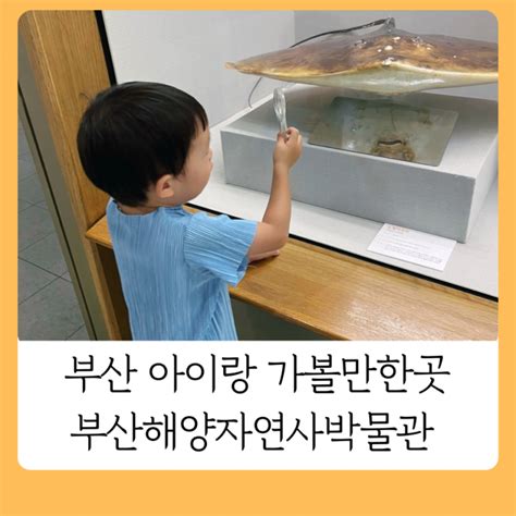 부산 아이랑 가볼만한곳 부산해양자연사박물관 네이버 블로그