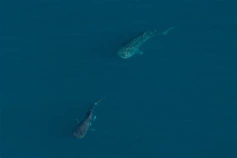 For The First Time Whale Shark Caught On Camera Trying To Mate And Utterly Failing Sciencealert