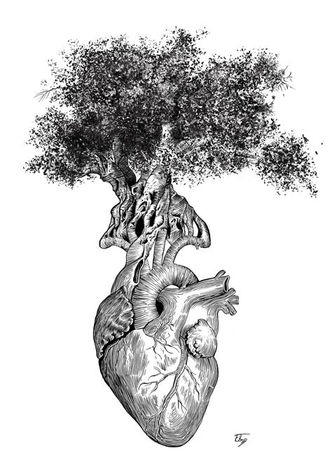 Olive Tree Drawing Roots