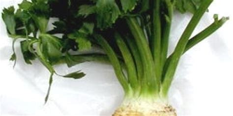 Celer Korjenaš Uzgoj Gnojidba Sorte Sadnja Sjetva Berba Žetva Uporaba