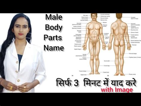 Male Human Body Parts
