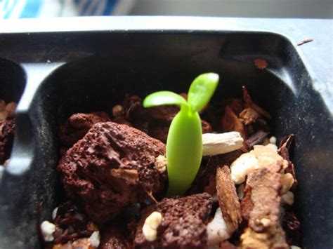 Joining The Seedling Movement