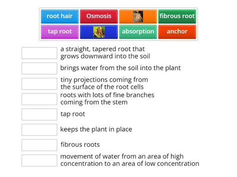 Root Terminology Match Up