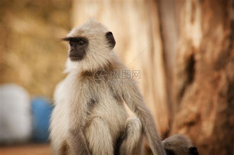 坐在印度穆杜马莱公园高清图片下载 正版图片507118904 摄图网
