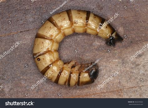 Darkling Beetle Larvae
