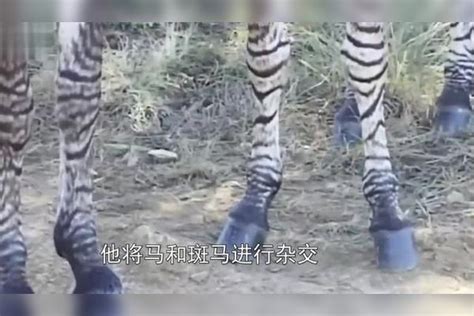 马和斑马杂交后生出长相奇怪的动物但为什么长得跟驴似的 马和 杂交 长相