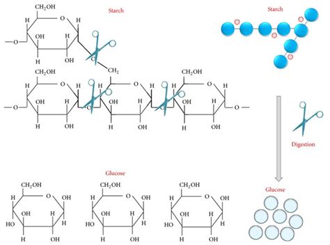 Diagrams Best Represents Part Of The Structure Of Amylase An