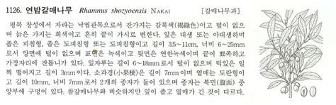 갈매나무속 Rhamnus Linn
