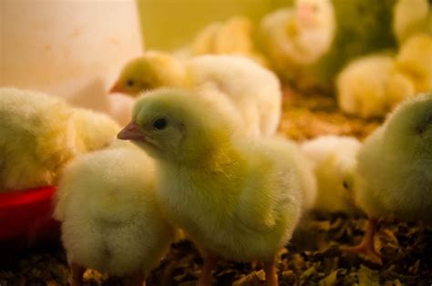 Brooders And Brooding Chicks What You Need To Know The Agricblog