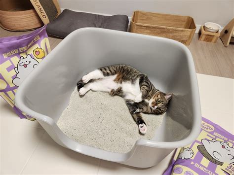 고양이 모래 종류별 장단점 및 프리미엄 제품 찾는 방법 비마이펫 라이프