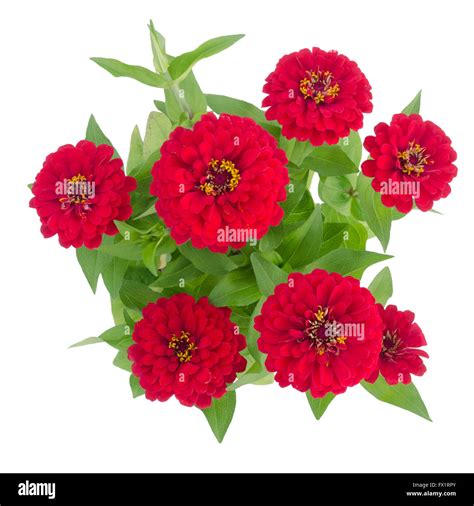 Blooming Zinnias Isolated On White Background Stock Photo Alamy