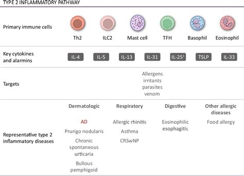Figure 1 From Type 2 Inflammation Contributes To Skin Barrier Dysfunction In Atopic Dermatitis