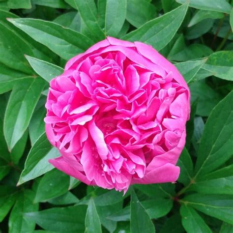 Agnieszka Rurarz Na Instagramie „piwonia Najpiękniejsza W Swoim Naturalnym środowisku Bez