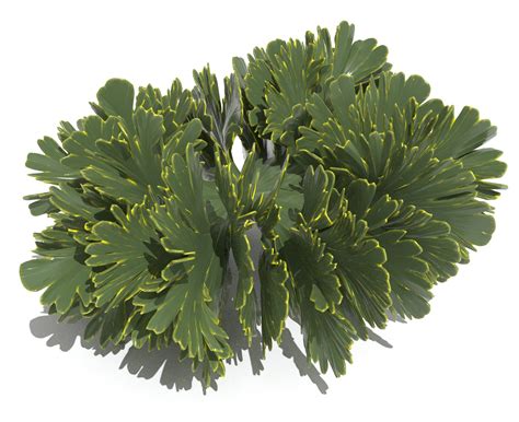 Differential Growth Blender Add On Like Grasshopper Mcneel Forum