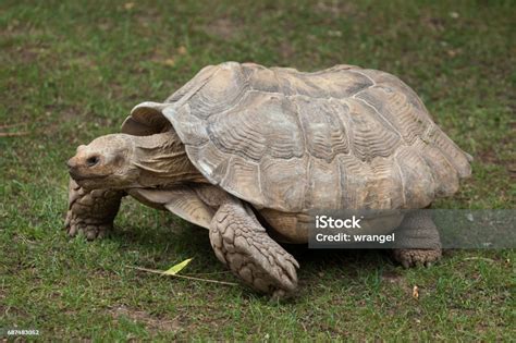 아프리카가시거북 Centrochelys Sulcata 세네갈에 대한 스톡 사진 및 기타 이미지 세네갈 거북이 육지거북