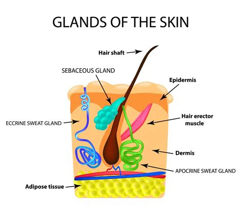 Sebaceous Glands Facts You Should Know