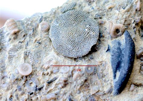 Coral Sponge Fossil Id The Fossil Forum