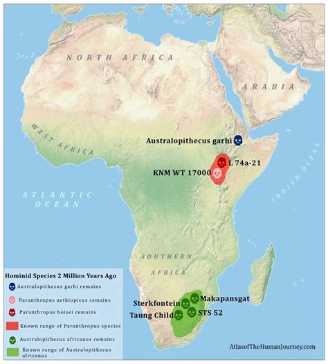 Australopithecus Map Map Hominid Species Age