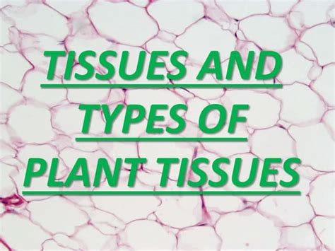 Plant Tissues 9 Cbse Pptx