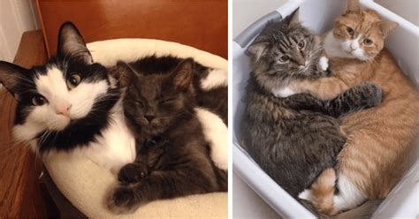 Its Hug 0clock 20 Purrfect Pics Of Adorable Kitty Cats Snuggling Up