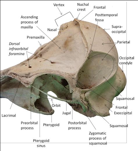 Figure 1 1 From Skull Morphometry Of The Common Dolphin Delphinus Sp