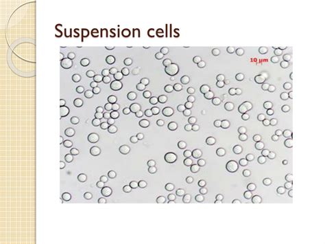 Ppt Cell Types Culture Characteristics Tissue Culture Powerpoint