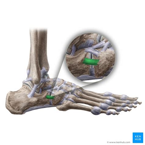Joints And Ligaments Of The Foot Anatomy Kenhub