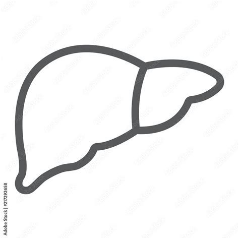 Liver Line Icon Anatomy And Biology Hepatology Sign Vector Graphics