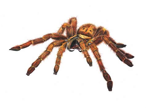 Pterinochilus Murinus Drawing By Yichen Gao Pixels