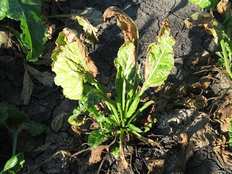 Managing Sugarbeet Diseases