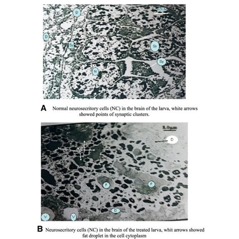 A Cells Of Corpus Allatum Ca In Normal Larva B Corpus Allatum Ca Download Scientific