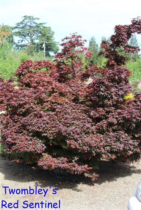 Twombleys Red Sentinel Japanese Maple Japanese Maple Plants Japanese