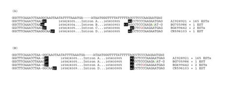 Example Of Intron Detection In The Human Atp1b1 Ughs291196 Gene Download Scientific Diagram