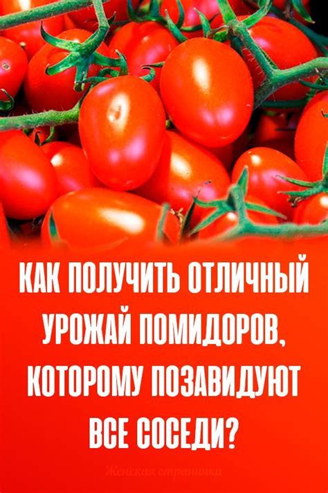 огород Gardening Tips Tomato Vegetables