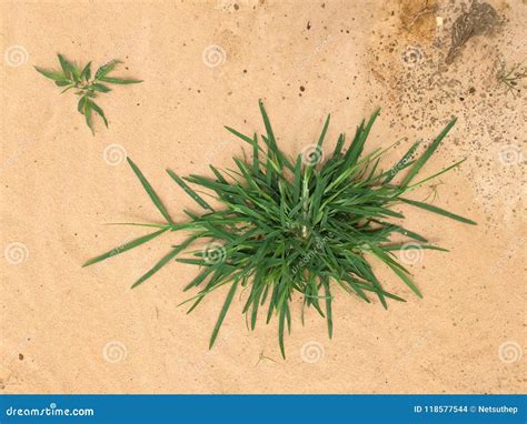 Cynodon Dactylon Known As Bermuda Grass Dhoob Durva Grass Ethana