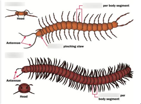 Learn About Myriapods Diagram Quizlet