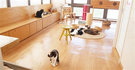 猫と人のいやし処 そら猫｜猫カフェ大辞典