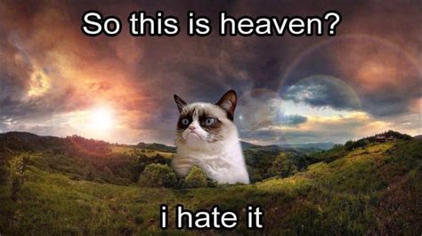 Best Of Funniest Grumpy Cat Memes