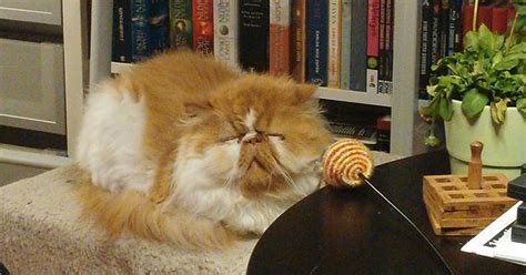 Splint The Cat Looking I Dont Know Imgur
