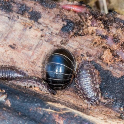 11 Cool Facts About The Roly Poly Gulo In Nature