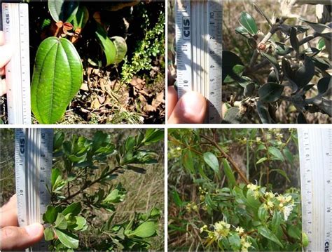 A Plant Material For Foliar Element Concentration Analysis M