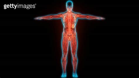 Human Internal System Lymph Nodes Anatomy 이미지 1652308411 게티이미지뱅크